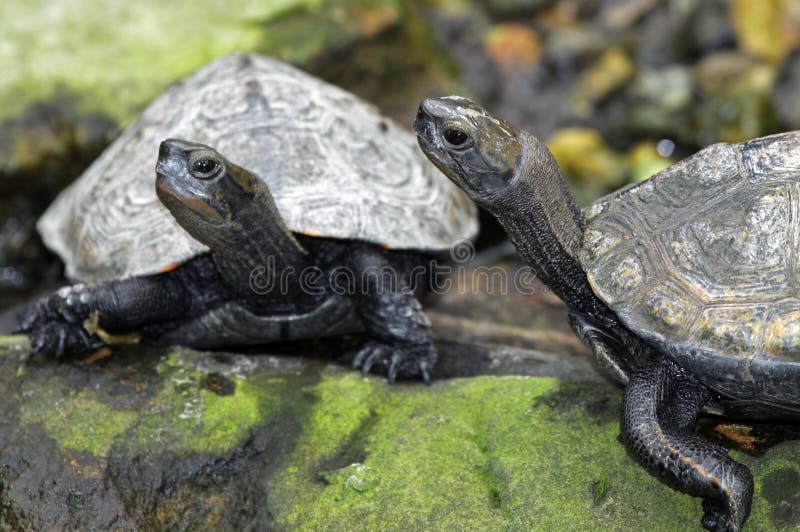 5 Turtles stock image. Image of climb, turtles, mossy - 8712749