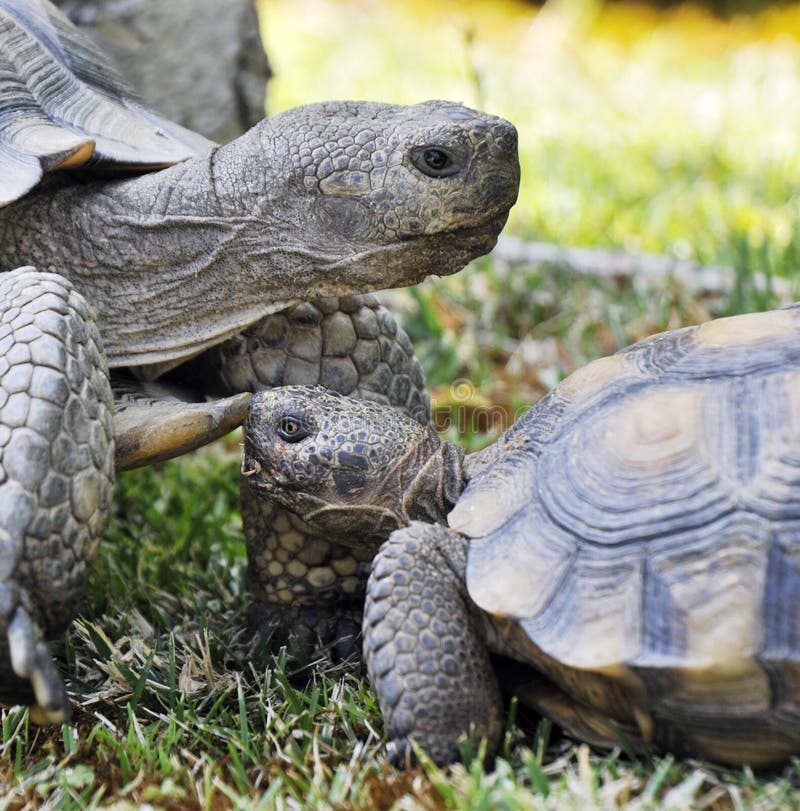 Turtles stock photo. Image of friends, features, couple - 12003788
