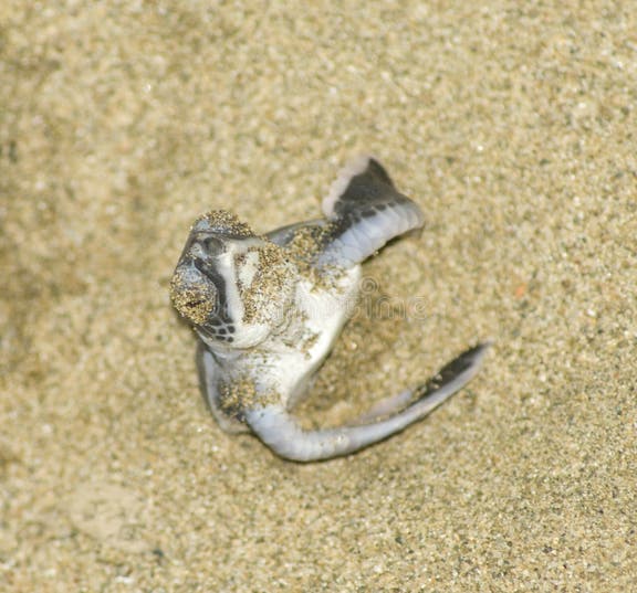 Turtles stock image. Image of peer, shell, pond, scale - 18042421