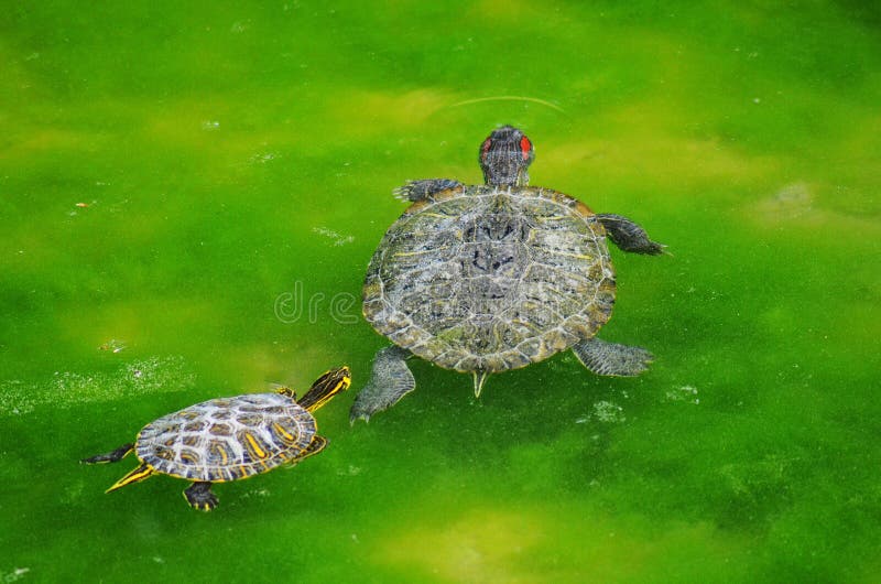 Turtles stock photo. Image of exotic, reptiles, marsh - 21683460