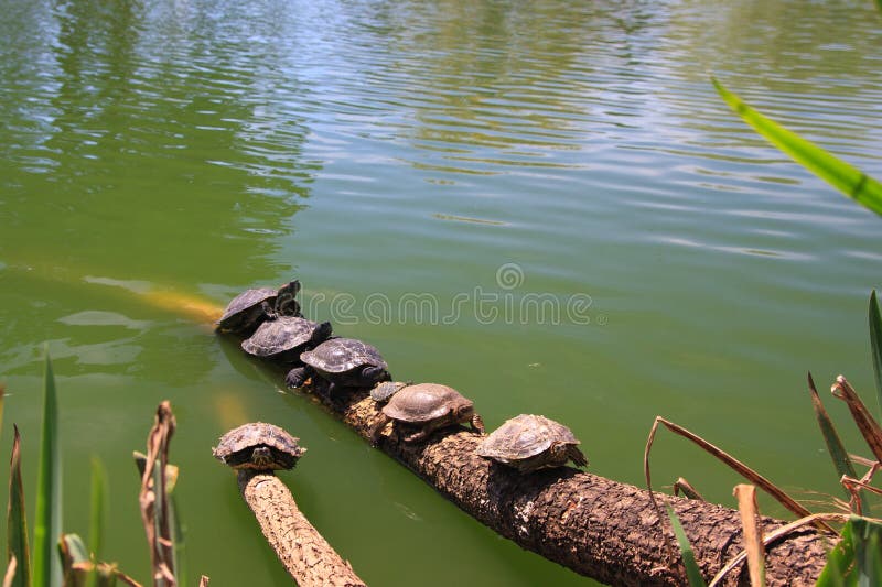 Turtles stock photo. Image of green, outdoor, garden - 23163044