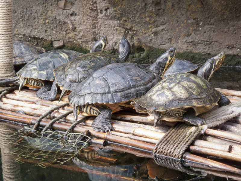 Turtles stock photo. Image of reptiles, shell, raft, animal - 23250380