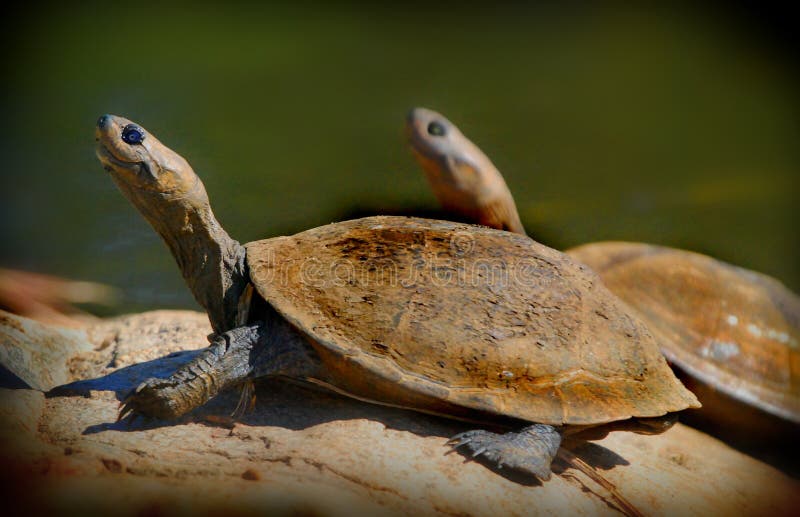 Turtles stock image. Image of wildlife, turtle, slow - 23882289