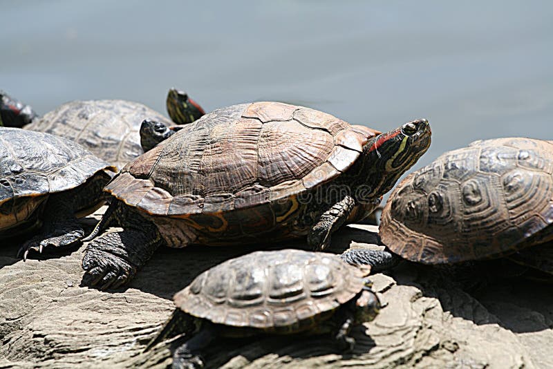 5 Turtles stock image. Image of climb, turtles, mossy - 8712749