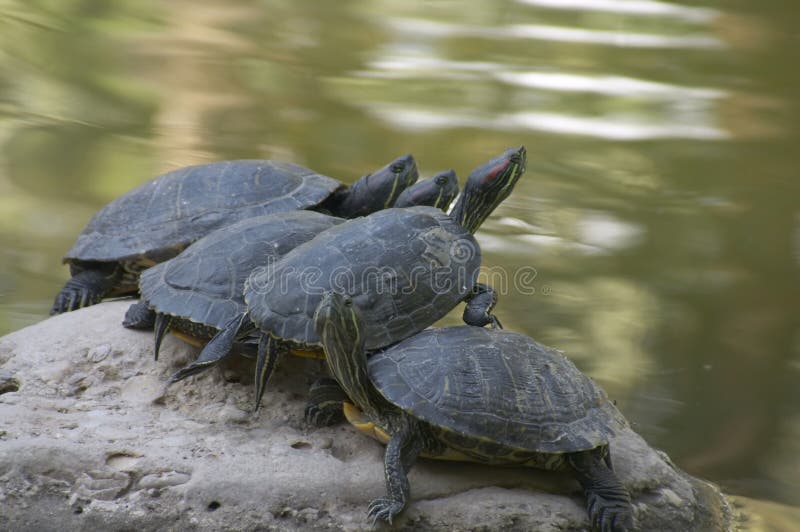 5 Turtles stock image. Image of climb, turtles, mossy - 8712749