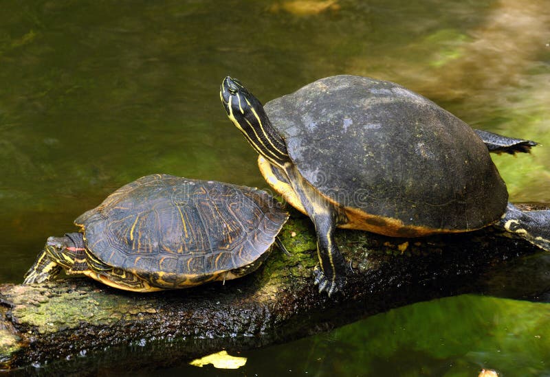 5 Turtles stock image. Image of climb, turtles, mossy - 8712749