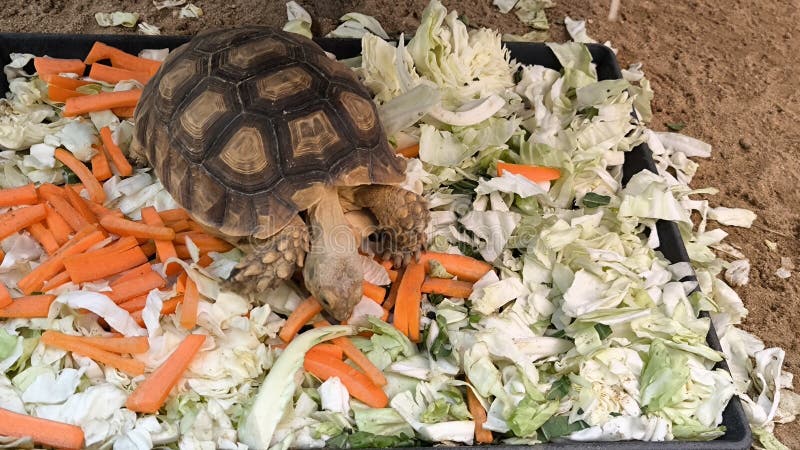 Turtles are Animals that Have Shells To Protect Themselves from Danger ...