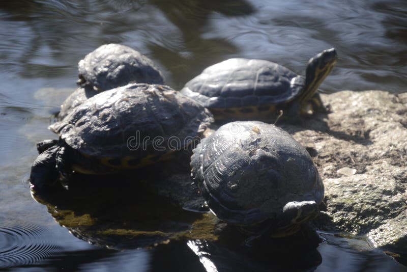 Turtles Bask in the Sun in a Small Pond. Stock Image - Image of park ...