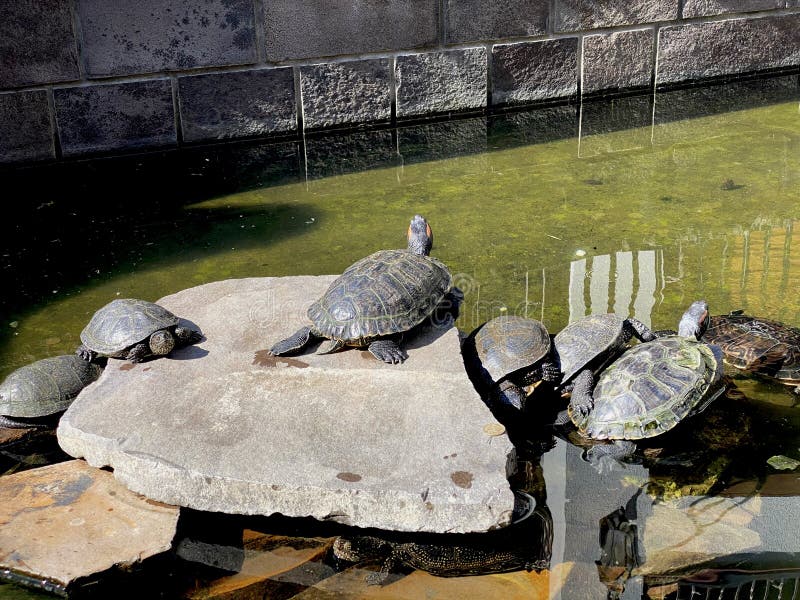 Turtles bask on a rock stock photo. Image of biology - 339545138