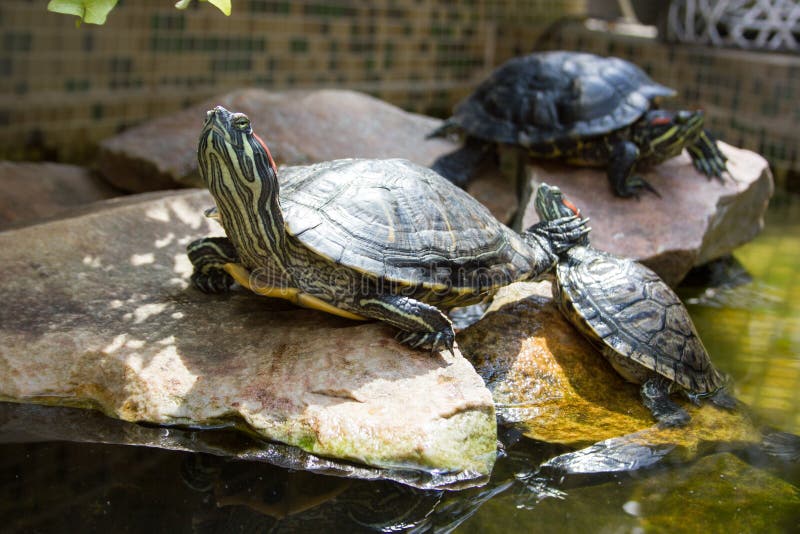 Turtles Bask in the Sun in the Aquarium. Stock Photo - Image of animals ...