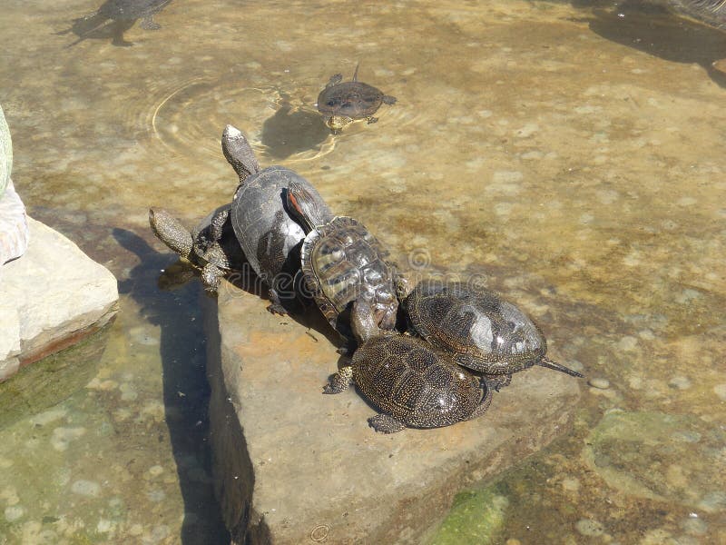Turtles Bask in the Sun in a Small Pond. Stock Image - Image of park ...
