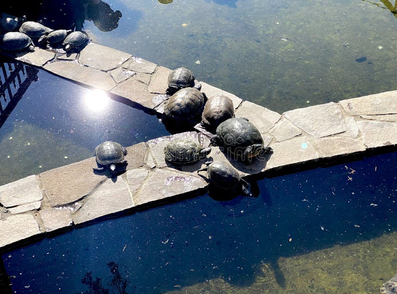 Turtles bask in the sun stock image. Image of screenshot - 339543847