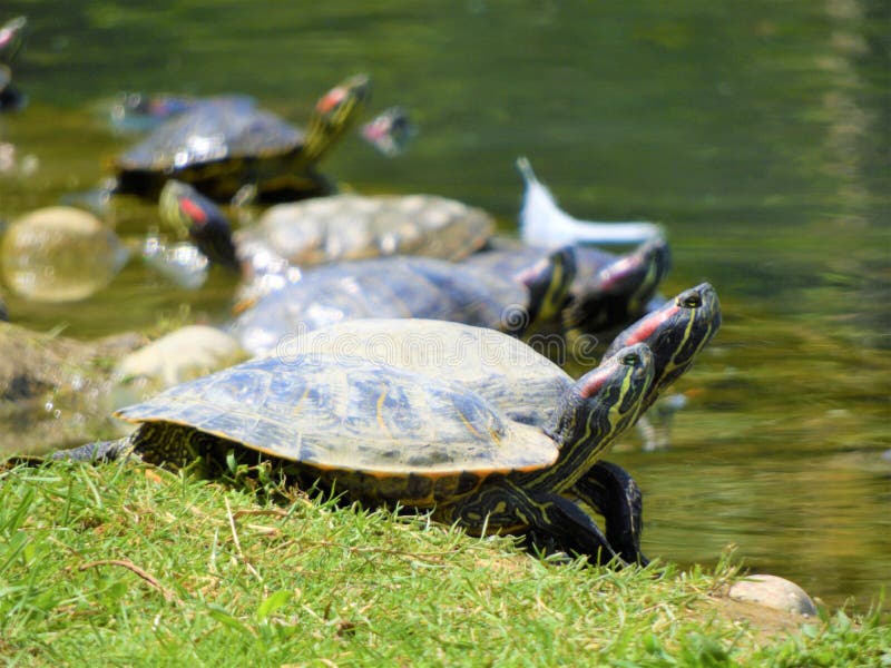 Turtles Bask in the Sun in a Small Pond. Stock Image - Image of park ...