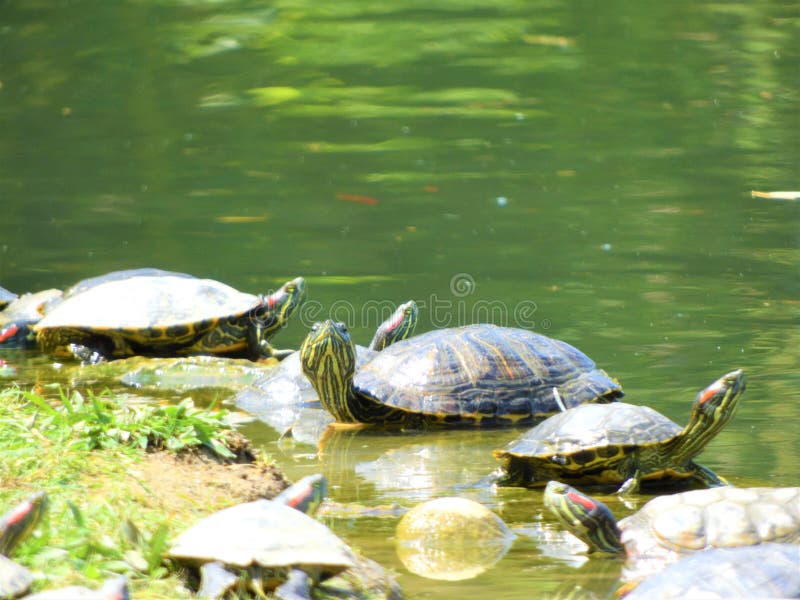 Turtles Bask in the Sun in a Small Pond. Stock Image - Image of park ...