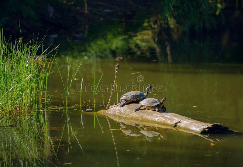 Turtles Basking in the Sun on a Wooden Platform in the Water. Stock ...