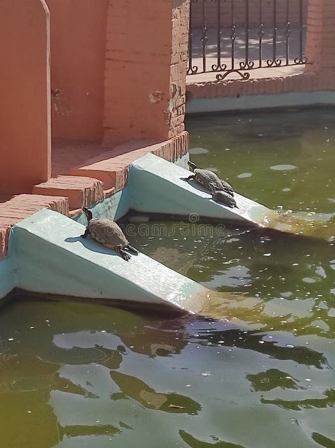 Turtles Basking in the Pond Stock Image - Image of water, park: 261347803