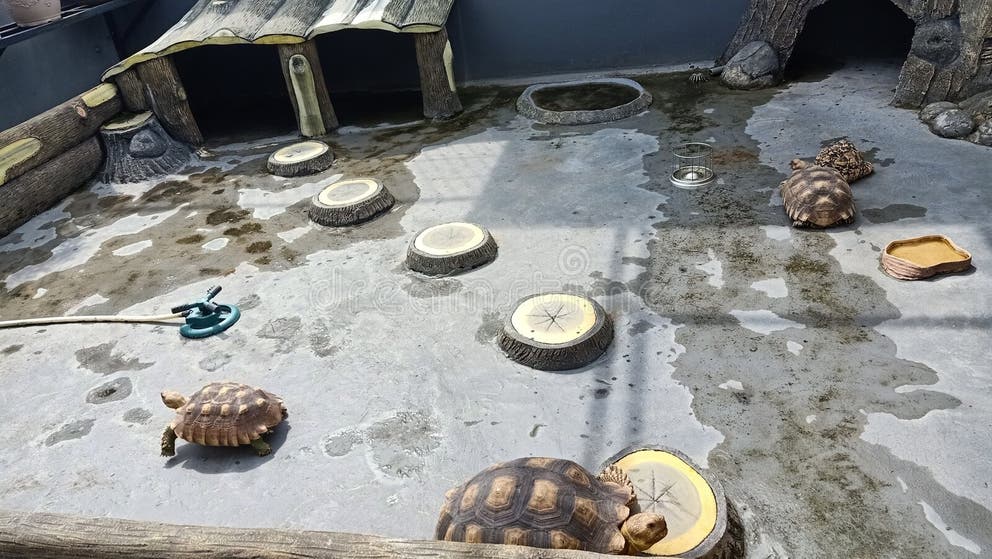 4 Turtles Basking in the Sun in a Cage Stock Image - Image of basking ...