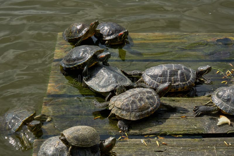 Turtles Basking In The Sun On A Wooden Platform In The Water Stock