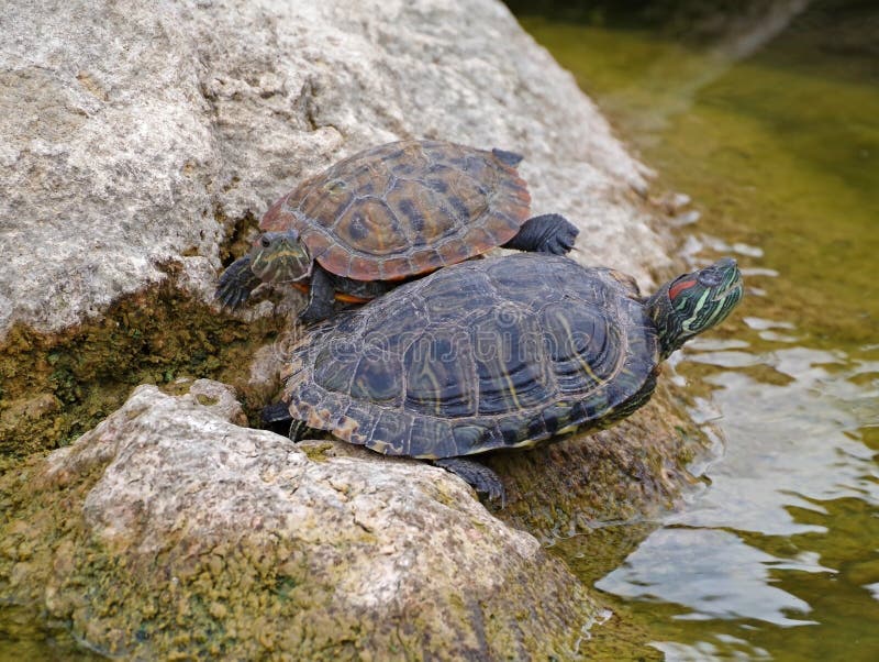 Turtles Basking and Swimming in the Sun Stock Photo - Image of swim ...