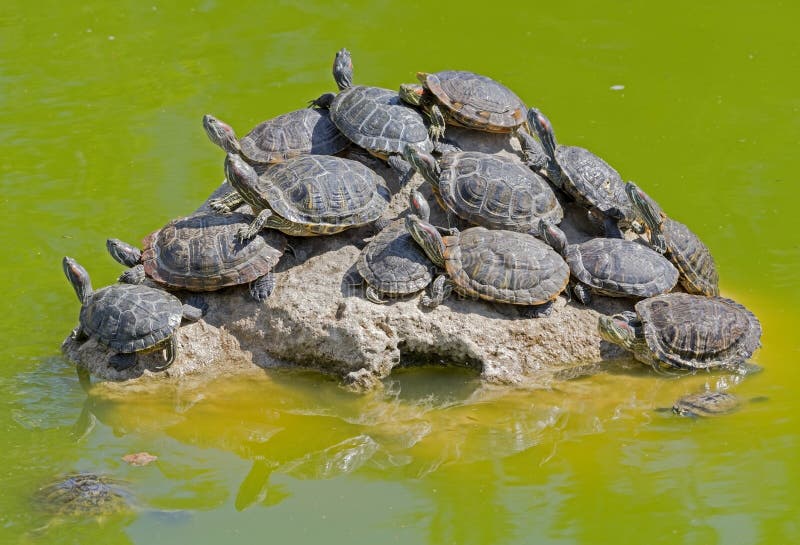 Turtles Basking and Swimming in the Sun Stock Photo - Image of nature ...