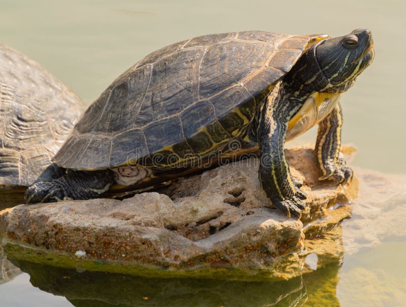 Turtles Basking and Swimming in the Sun Stock Photo - Image of slider ...