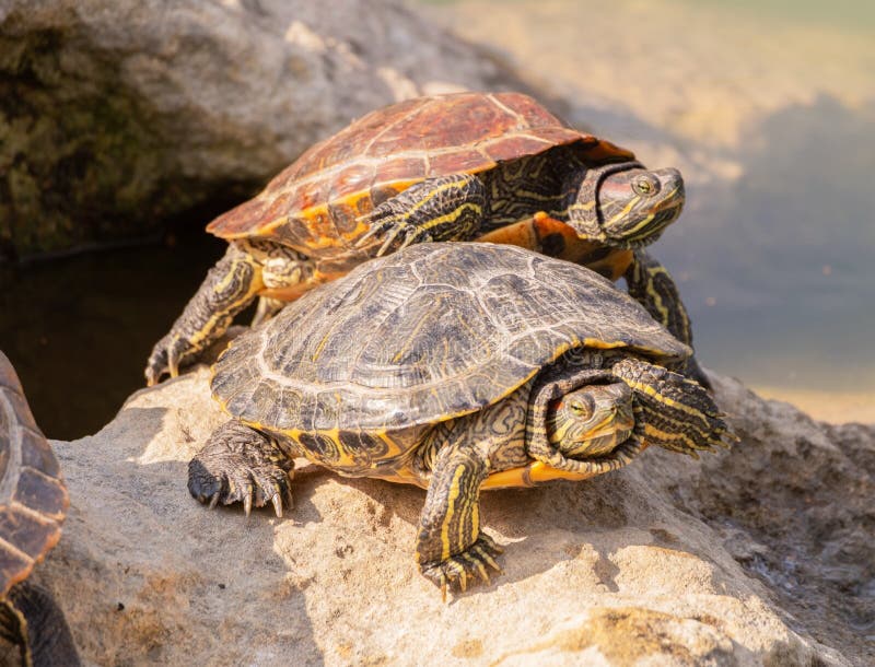 Turtles Basking and Swimming in the Sun Stock Photo - Image of shell ...