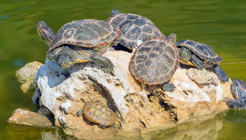 Turtles Basking and Swimming in the Sun Stock Photo - Image of ...