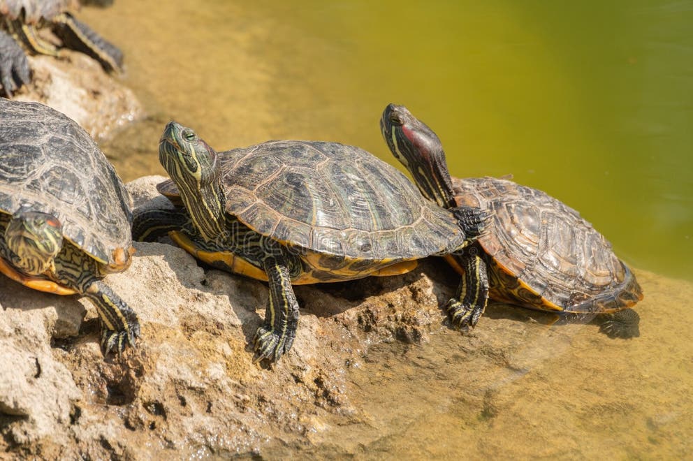 Turtles Basking and Swimming in the Sun Stock Image - Image of scale ...