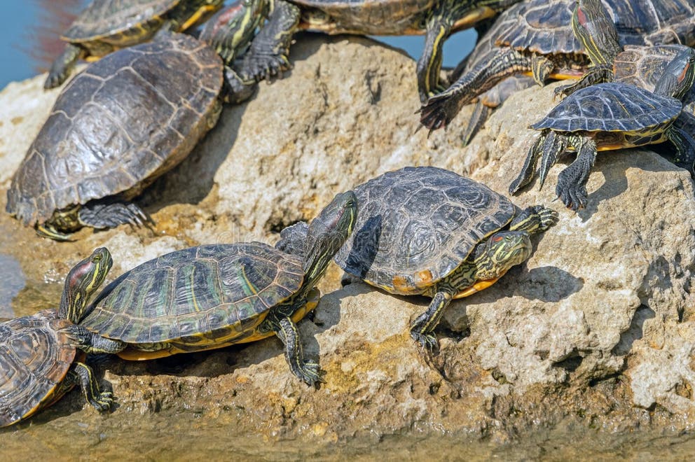 Turtles Basking and Swimming in the Sun Stock Image - Image of fauna ...