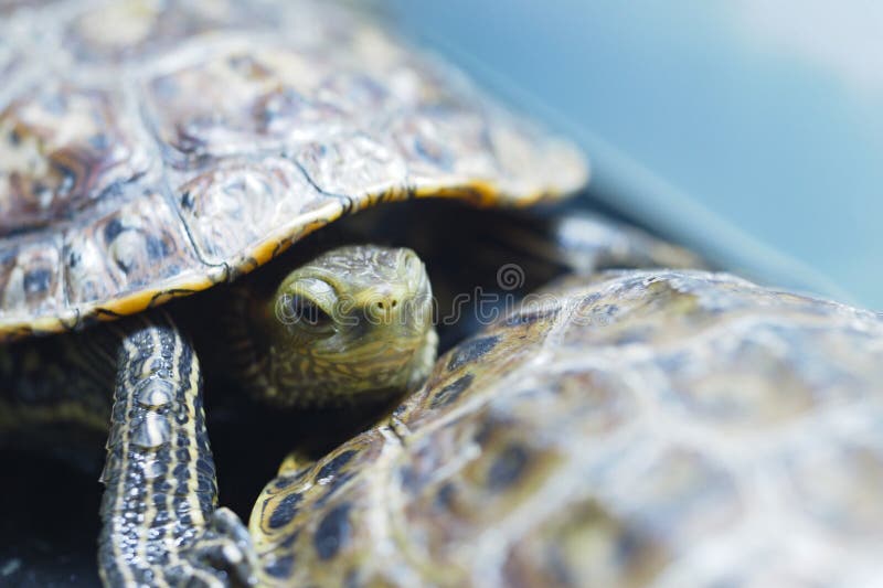 Turtles Basking Together Serene Environment Stock Photos - Free ...