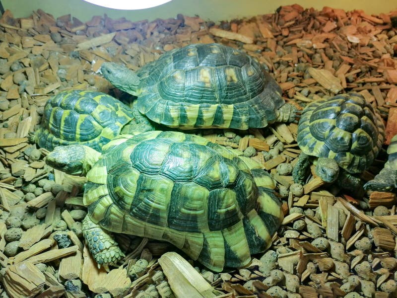Turtles are Being Raised in Animal Shelters until they are Released ...