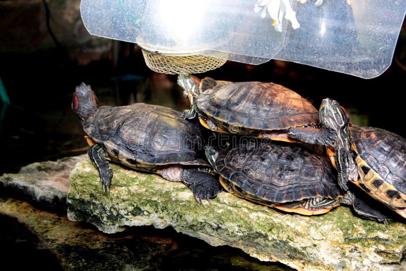 Turtles from Botanical Garden of Peter the Great Stock Image - Image of ...