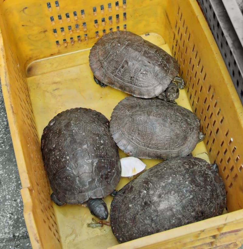 Turtles in a box stock photo. Image of trapped, poaching - 22922114