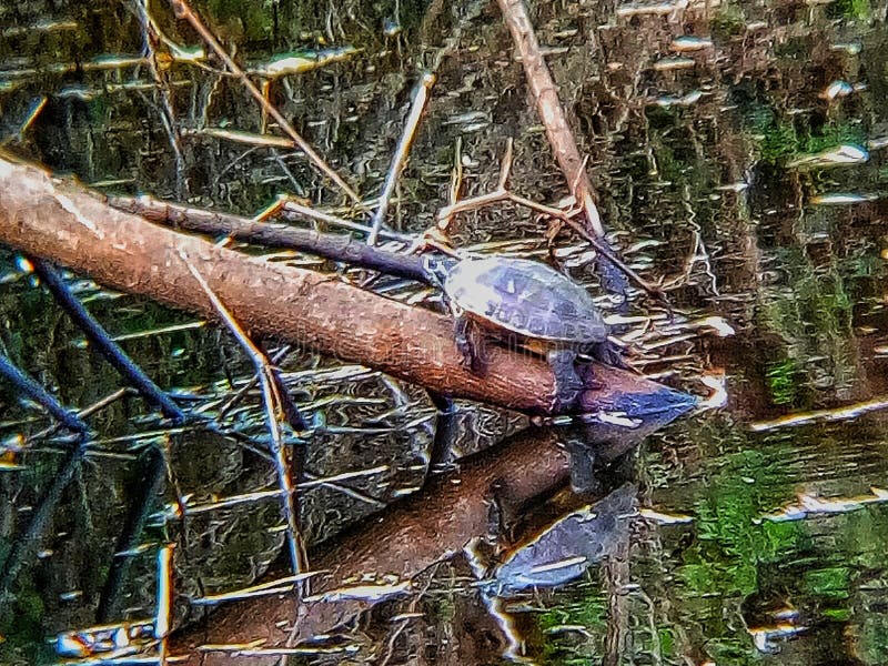 Turtles in the Canals, Turtles, Lumberjack, Sluggish, Sluggish, Animals ...