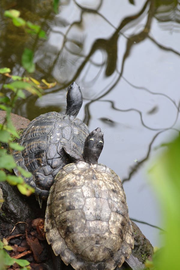 Two turtles chilling stock photo. Image of country, large - 154820418