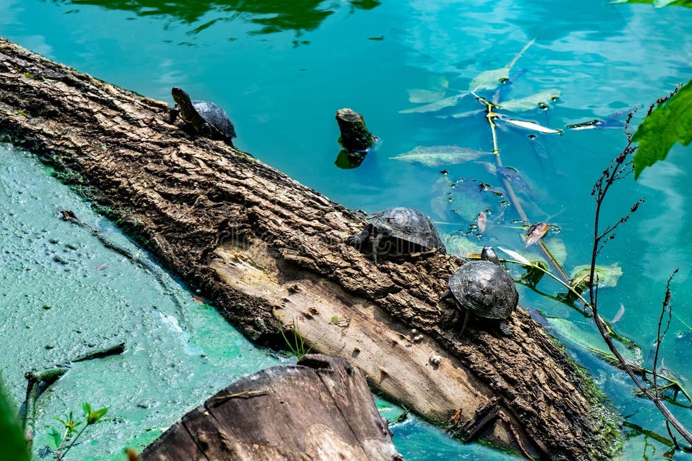 Turtles Climb the Trunk of a Tree that Has Fallen into the Lake Stock ...