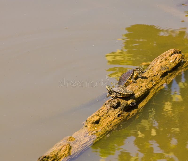 Turtles Climbing on Log stock image. Image of water, turtles - 6426945