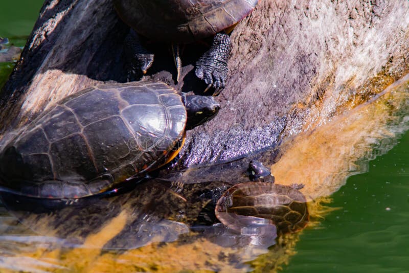 Turtles Climbing a Stone at the Water Stock Photo - Image of small ...