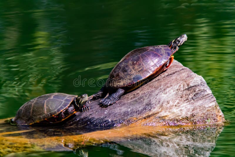 Turtles Climbing a Stone at the Water Stock Photo - Image of stone ...