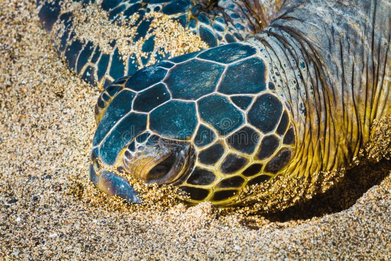Turtles close-up stock image. Image of honu, coastline - 69412191