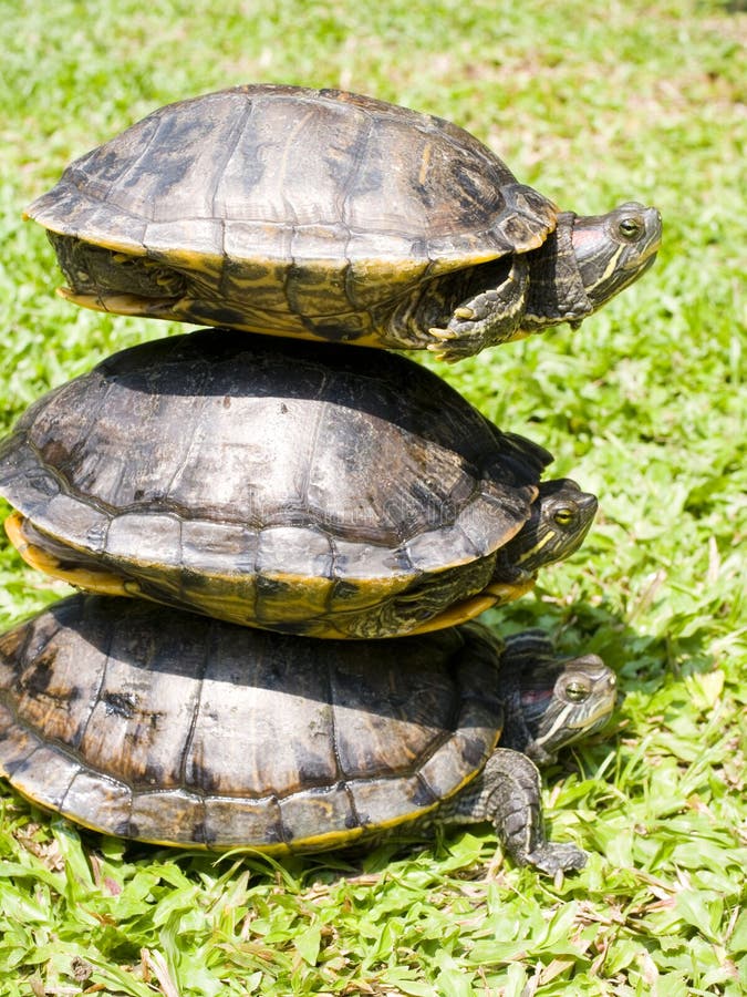 Turtles. stock image. Image of animals, tortoise, shells - 42638365