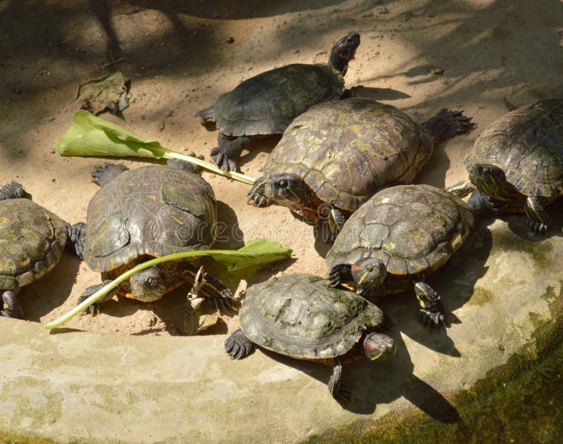 Turtles on the Country Farm Stock Image - Image of tropical, wild ...