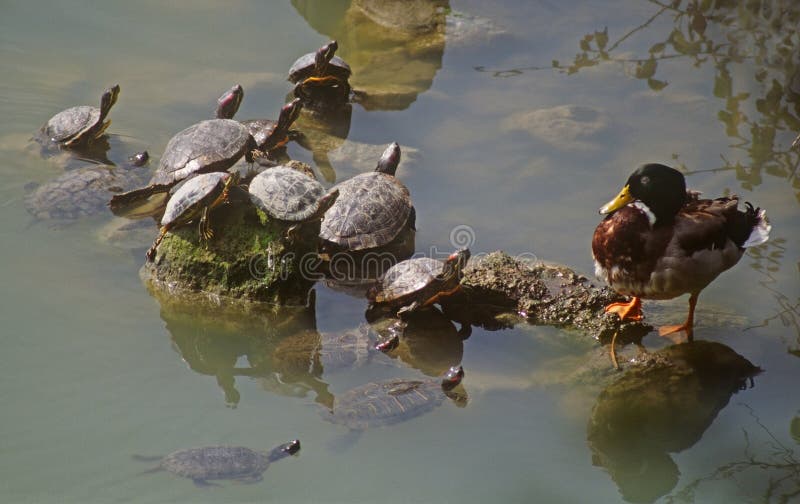 Turtles and duck stock photo. Image of meet, beasts, harmony - 18448400