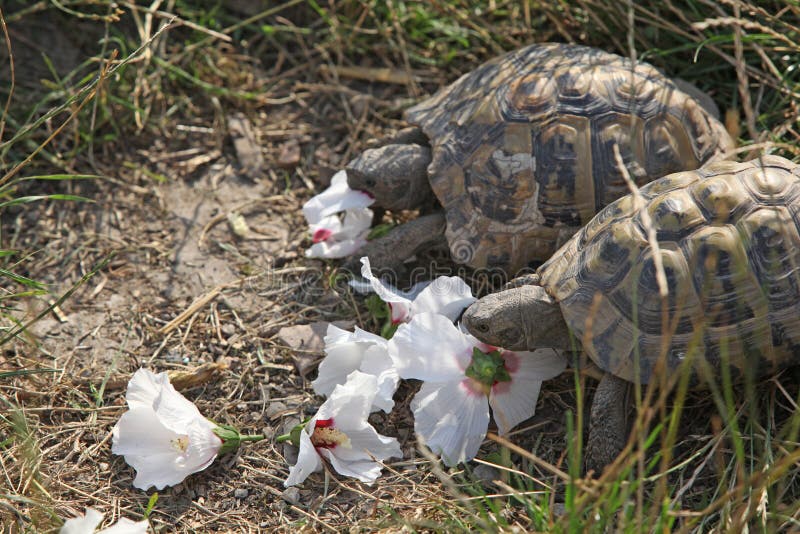 Turtles eating flowers stock photo. Image of small, life - 142246232
