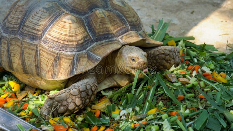 Turtles are eating food stock photo. Image of turtle - 143464882
