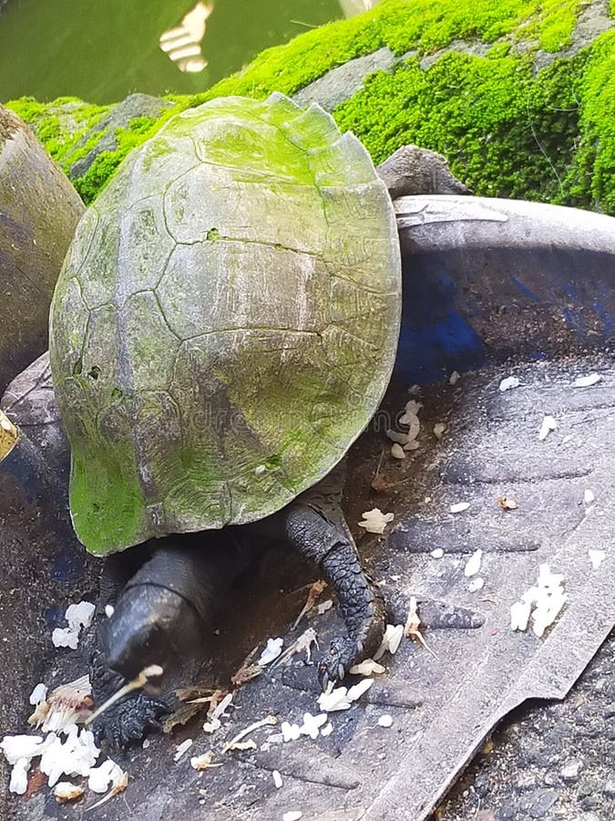 Turtles and rice stock photo. Image of animal, amazing - 262577818