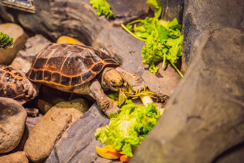 The Turtles Eats Vegetables in a Terrarium Stock Image - Image of lake ...