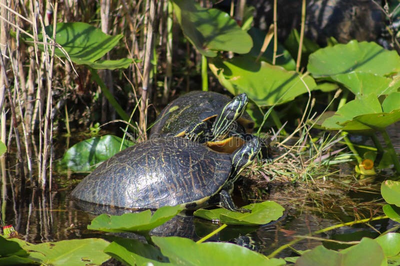 Turtles in the Everglades stock image. Image of american - 211790183