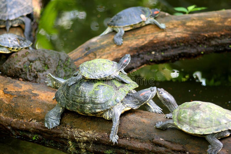 Turtles family stock photo. Image of water, river, tropical - 768128