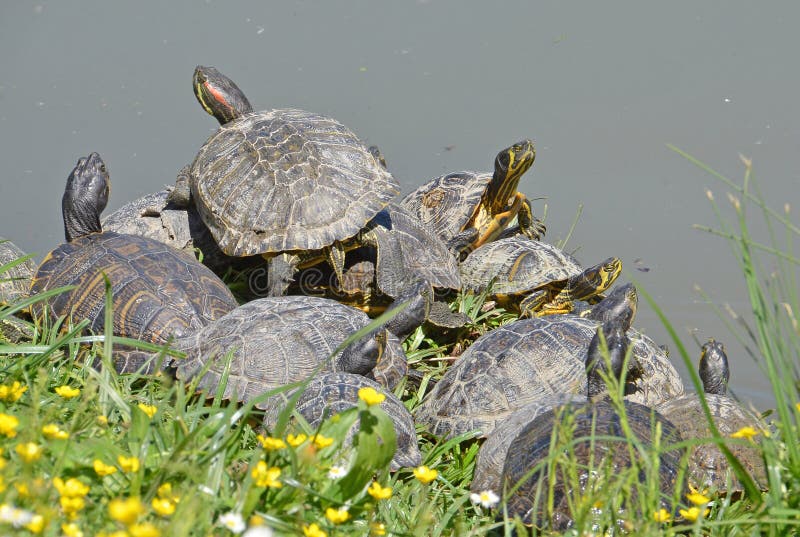 Turtles family stock photo. Image of water, river, tropical - 768128